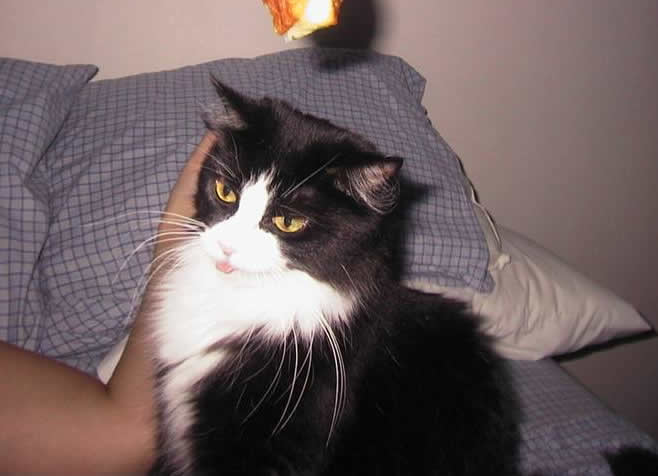 Jon Saint Germain's Domain of the Brain